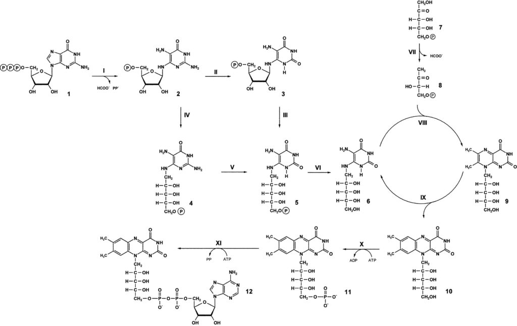 リボフラビン生合成経路：Biosynthesis pathway for riboflavin – 戎崎の科学は一つ